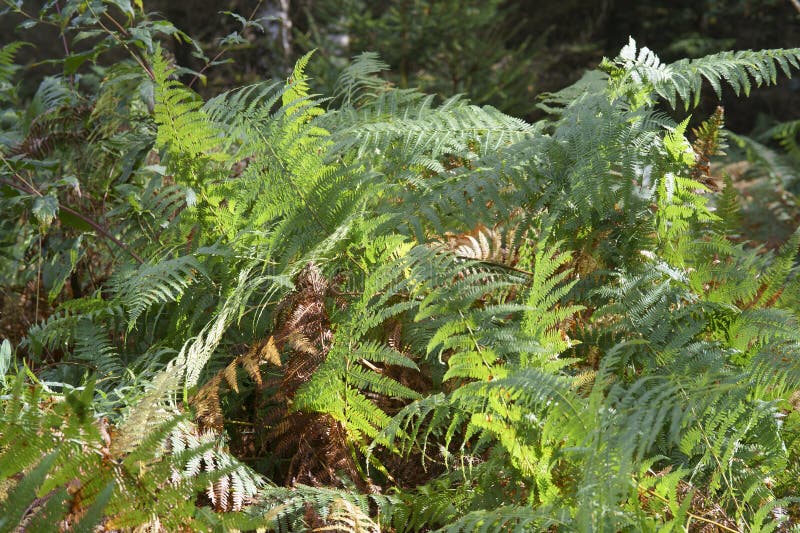 Thickets of Young Ferns in a Dense Forest. Stock Image - Image of ferns ...