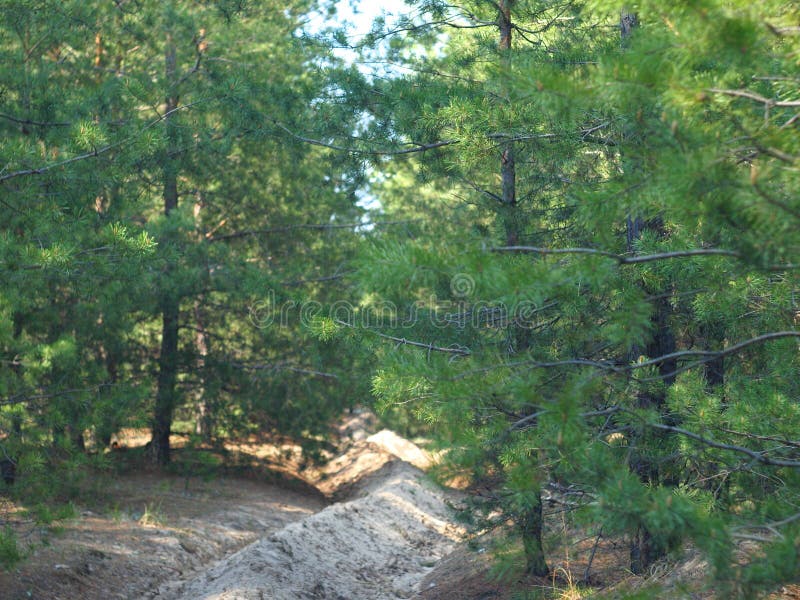 Thickets. Young Pine Forest. New Year Trees Stock Photo - Image of ...
