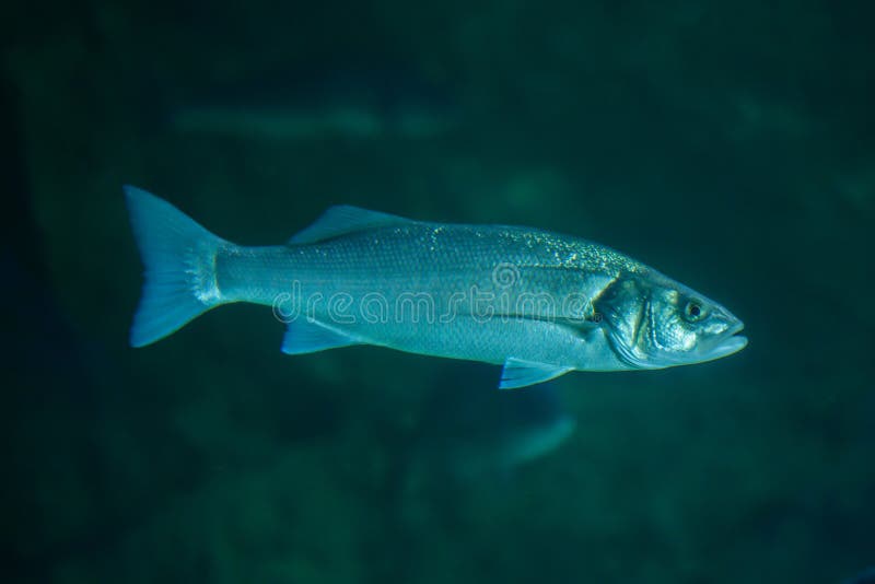 Thicklip grey mullet 1 stock photo. Image of gills, thicklip - 5024328