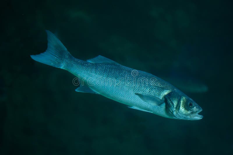 Thicklip Grey Mullet Chelon Labrosus Stock Photo - Image of african ...