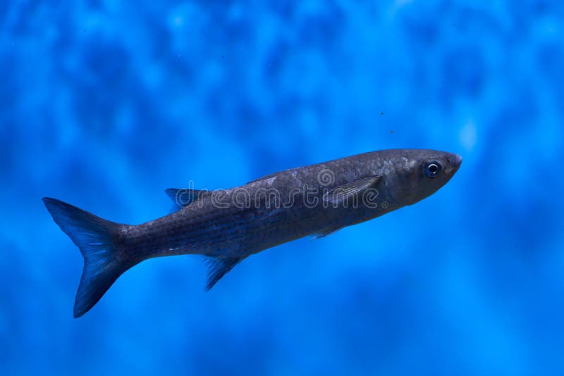 Thicklip Grey Mullet (Chelon Labrosus) Stock Image - Image of biscay ...