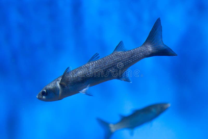 Thicklip Grey Mullet Chelon Labrosus Stock Image - Image of atlantic ...