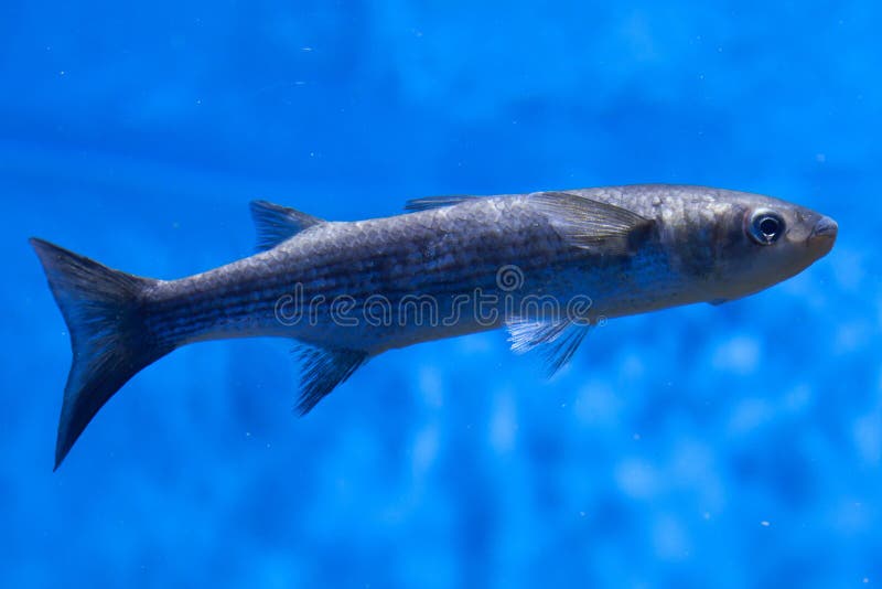 Thicklip Grey Mullet (Chelon Labrosus) Stock Image - Image of grey ...
