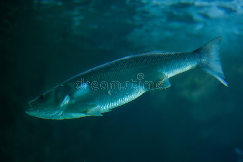 Thicklip Grey Mullet (Chelon Labrosus) Stock Image - Image of grey ...