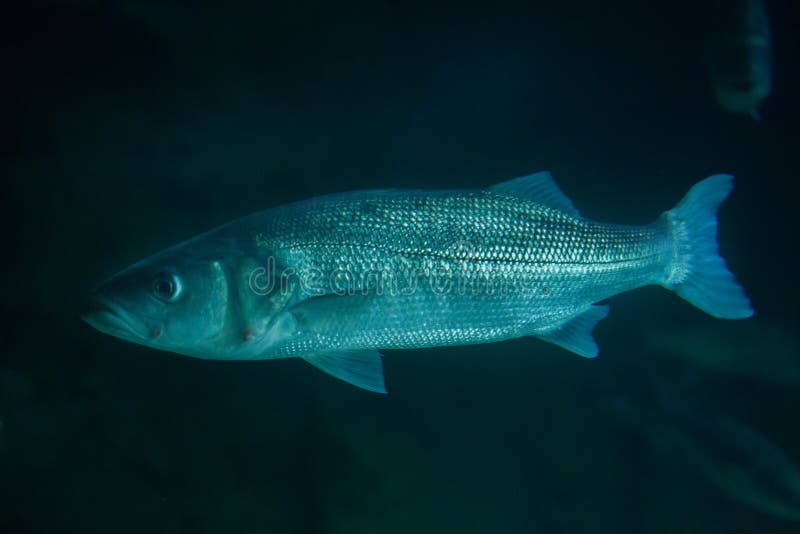 Thicklip Grey Mullet (Chelon Labrosus) Stock Image - Image of biscay ...