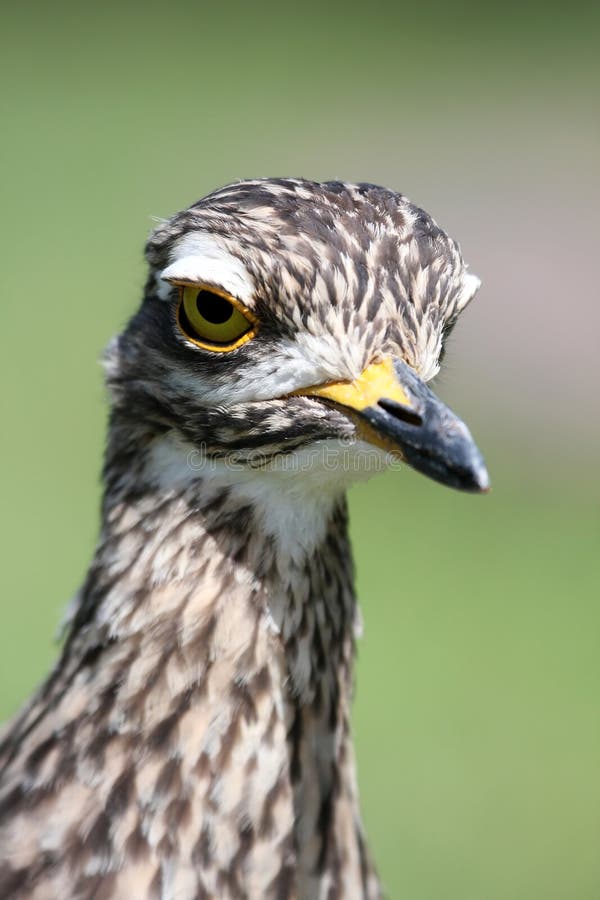 Thicknee or Dikkop Bird stock image. Image of beak, animal - 13235947