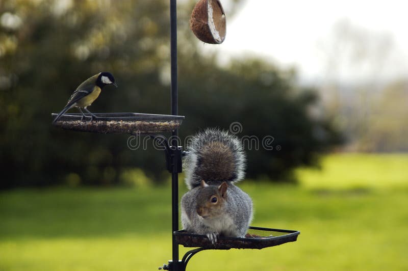 The Thief stock photo. Image of steal, feeder, rodent, robber - 390296