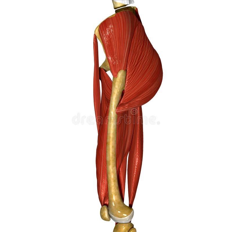 Muscle Pelvis Stock Illustrations – 750 Muscle Pelvis Stock ...