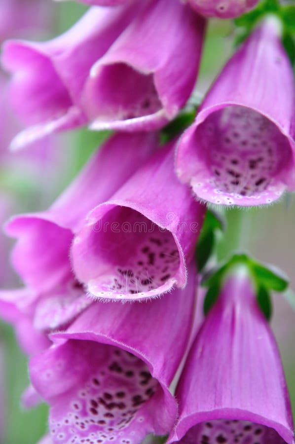 Thimble stock image. Image of thimble, bloom, plantaginaceae - 25988833