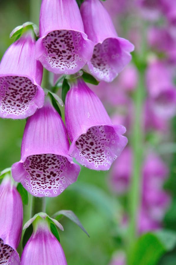 Thimble stock image. Image of black, bloom, blossom, plant - 25988865