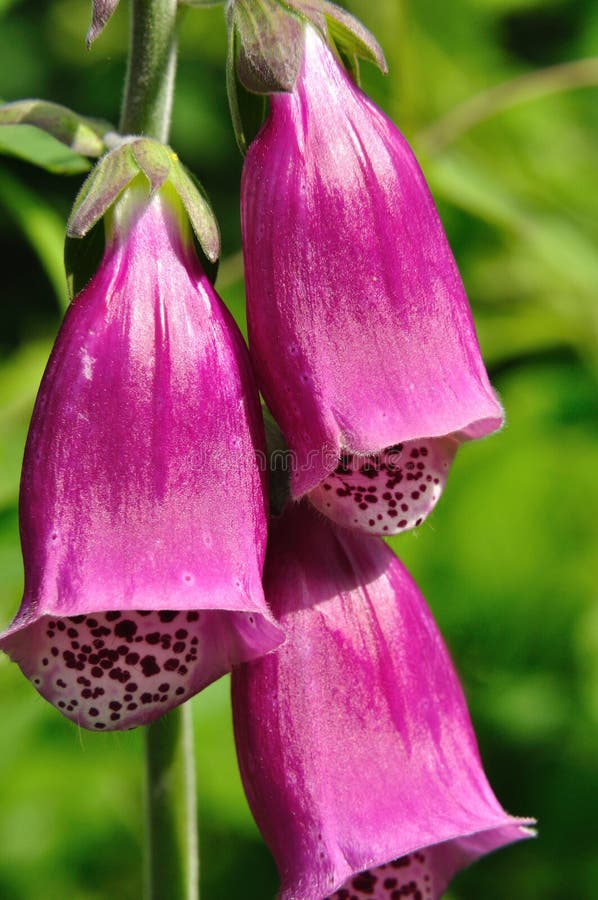 Thimble stock photo. Image of season, summer, forest - 25989024