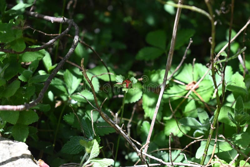 Thimble Berry Rubus Parviflorus, 1. Stock Image - Image of thimble ...