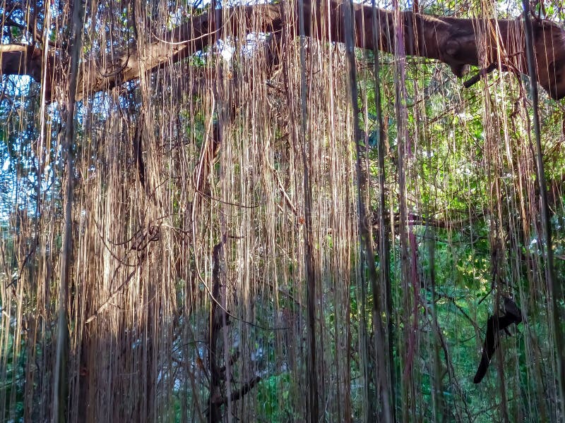 Thin Air Roots Hanging from an Old Tree Stock Photo - Image of long ...