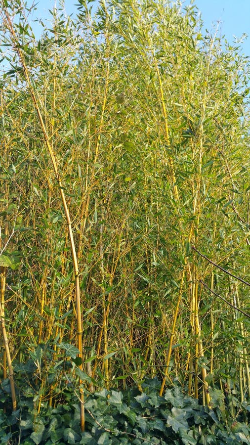 Thin bamboo plants stock image. Image of washington, trees - 50593461