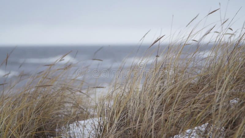 Thin Beach-grass Waving in Wind during a Winter Storm Stock Footage ...