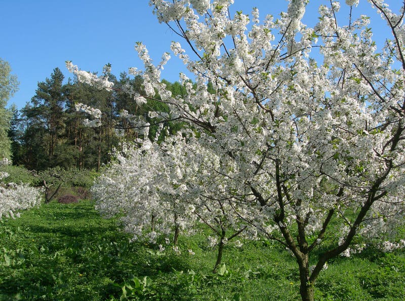 Thin Blooming Cherry Tree in a Spring Garden Stock Photo - Image of ...