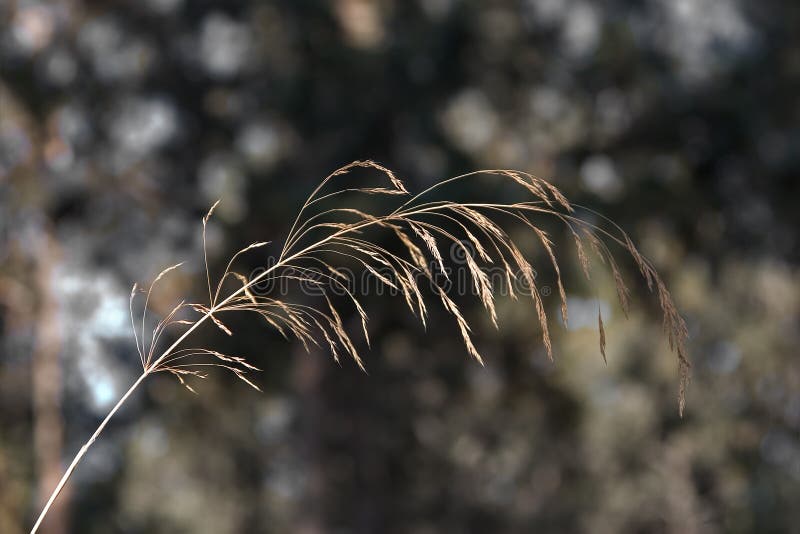 Thin Branch. Picture Image: 2253365