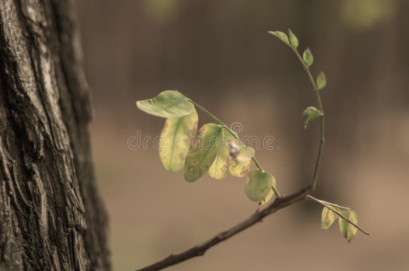 A Thin Branch with Green Leaves on a Thick Tree Trunk. Acacia Tr Stock ...