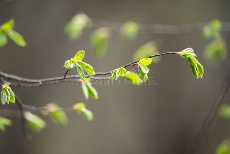 Thin Branch of a Tree with Small Green Leaves in Spring Close-up. Warm ...