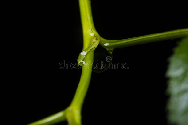 Thin Branch of a Young Plant with Water Drops Stock Photo - Image of ...
