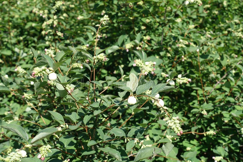 Thin Branches of Common Snowberry Bush Stock Photo - Image of greenery ...