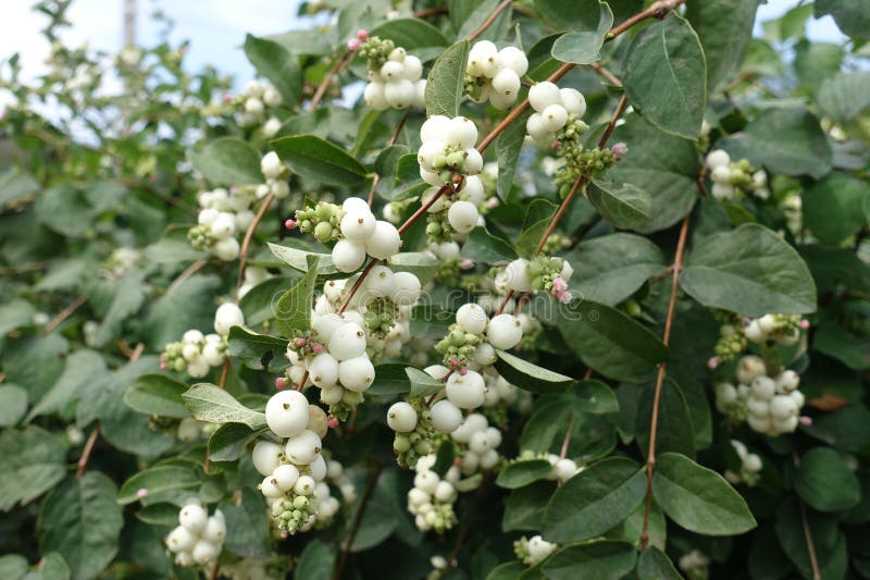 Thin Branches of Snowberry with Fruits and Flowers in August Stock ...