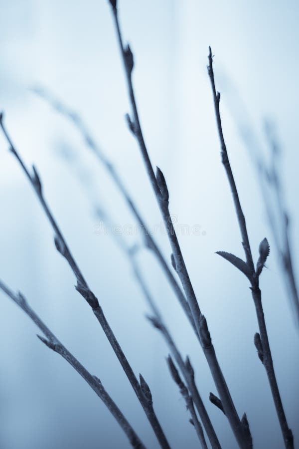 Thin Branches with Shoots and Small Leaves in Blue Fog Stock Image ...