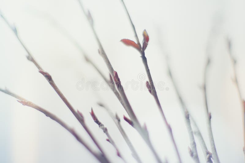 Thin Branches with Shoots and Small Leaves in Fog Stock Photo - Image ...