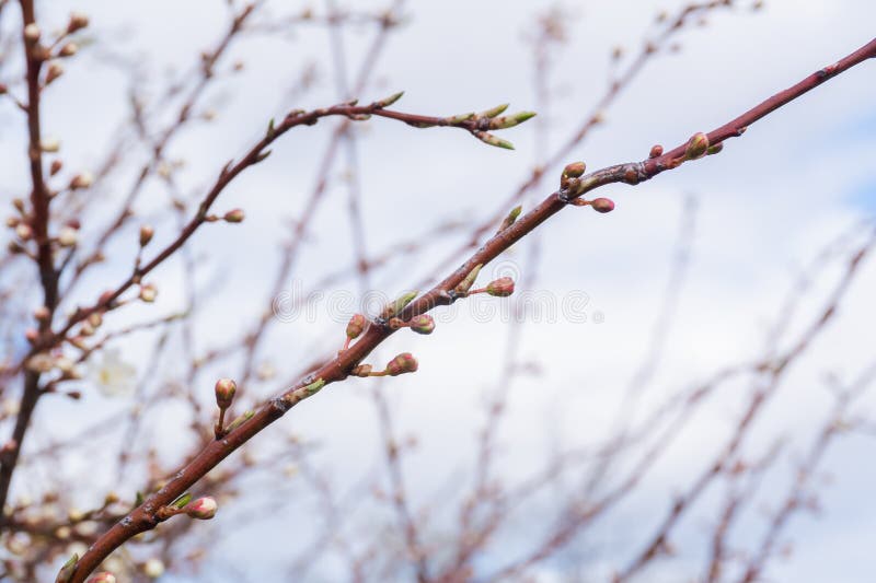 Thin Branches of a Tree with Budding Flowers Against a Sky Backdrop ...
