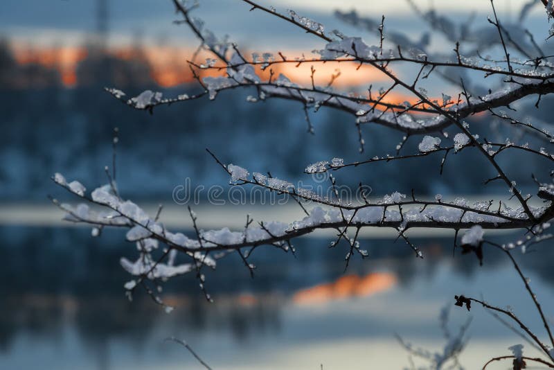 Thin Branches of Trees Covered with Snow Stock Photo - Image of winter ...