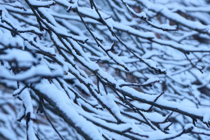 Thin Branches of Trees Under White Snow Stock Photo - Image of ...