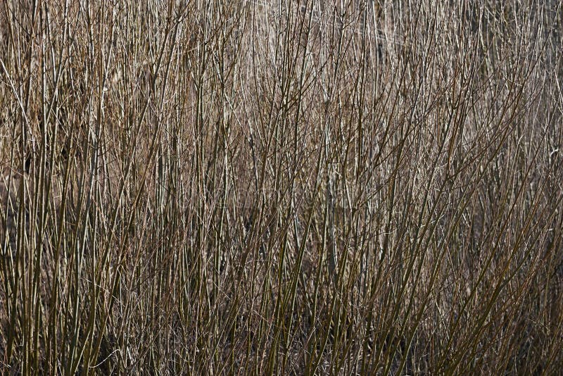 Thin Branches of a Young Tree on the Edge of the Forest Stock Image ...