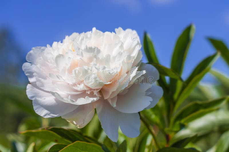 Thin Bright Spring Peony Flower on a Background of Blue Sky Stock Image ...