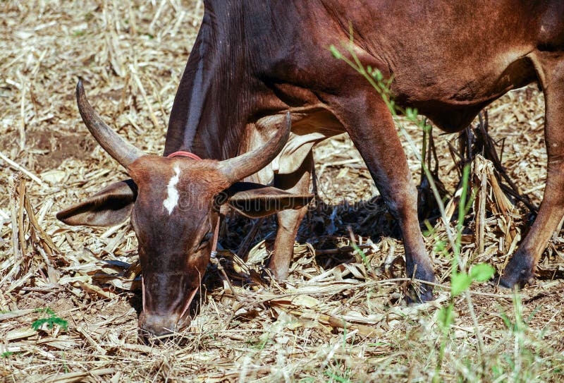 Brown Cow Eating Straw in the Afternoon Stock Image - Image of ...