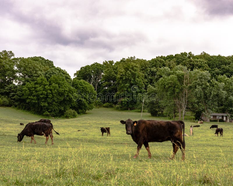 Thin Commercial Cows on Spring Pasture Stock Image - Image of calving ...