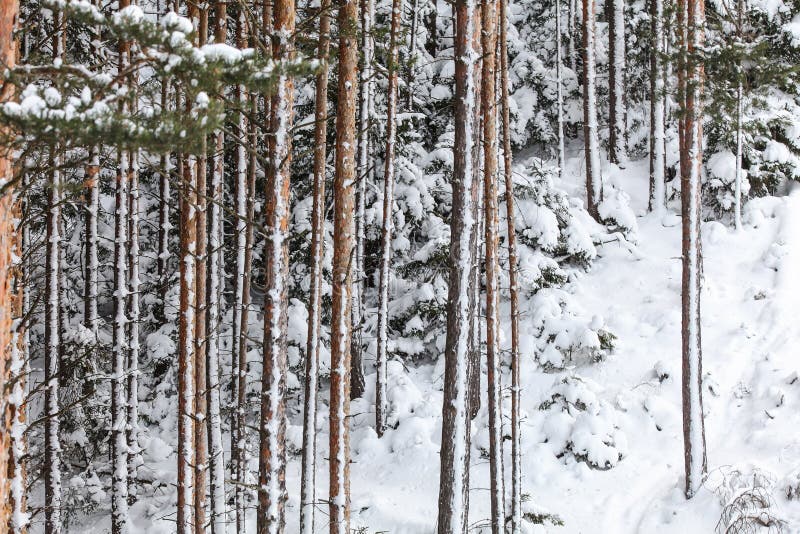 Tall Thin Snow Covered Trees Stock Image - Image of freeze, park: 12818281