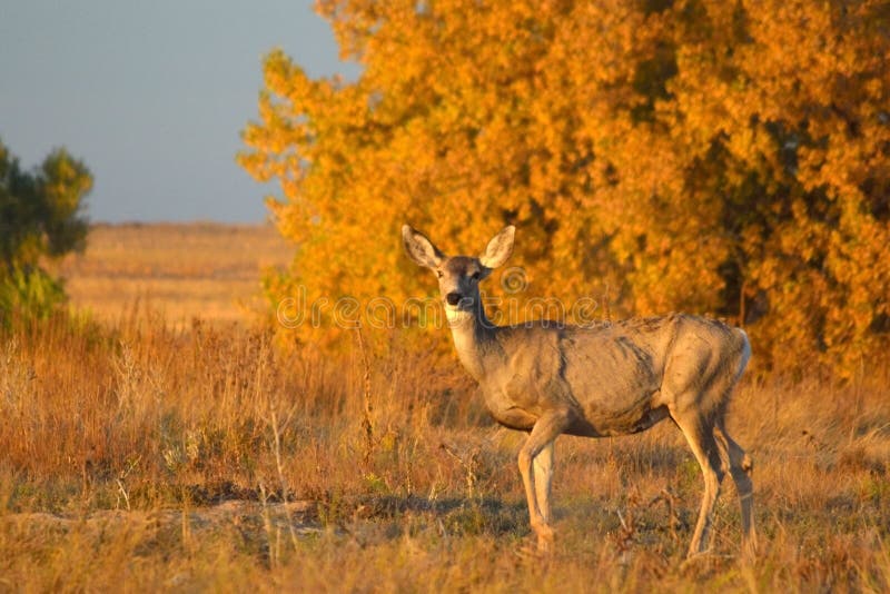 Thin Deer with Autumn Leaves at Sunset Stock Image - Image of winter ...