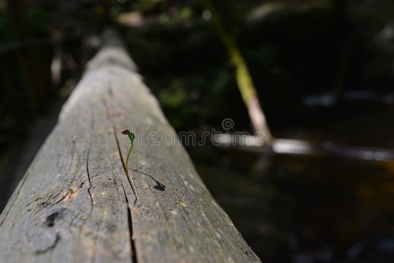 Thin Delicate Stalk Breaking through a Dead Old Log To the Light Stock ...