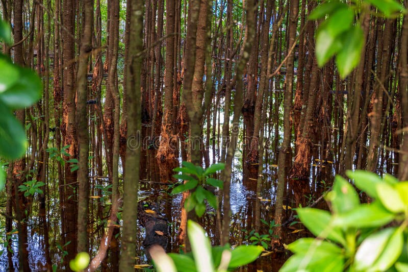 Thin Dense Trees in a Tropical Flooded Forest Stock Photo - Image of ...