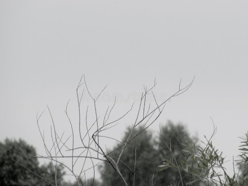 A Thin Dry Geometric Branch of a Dried Tree Against the Background of a ...