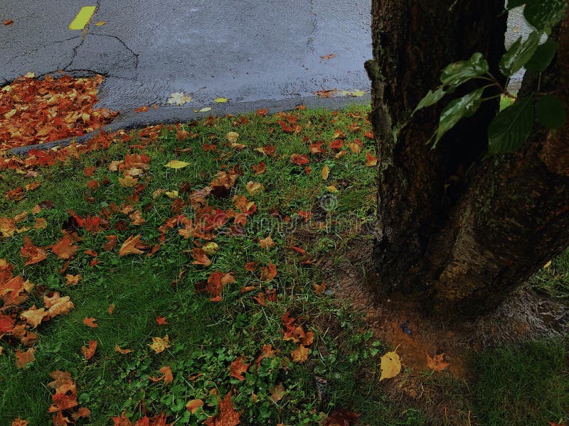 Thin Forked Tree Next To Pavement and Surrounded by Fallen Leaves on ...