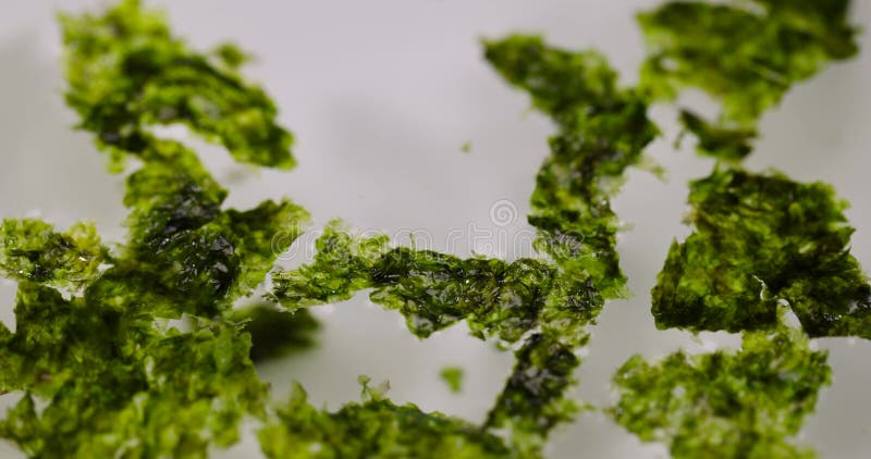 Thin Fried Green Algae Float in the Water Stock Footage - Video of ...