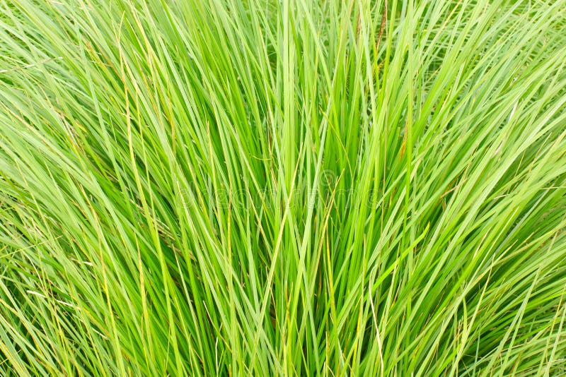 Thin grass stock image. Image of field, seasonal, green - 25905609