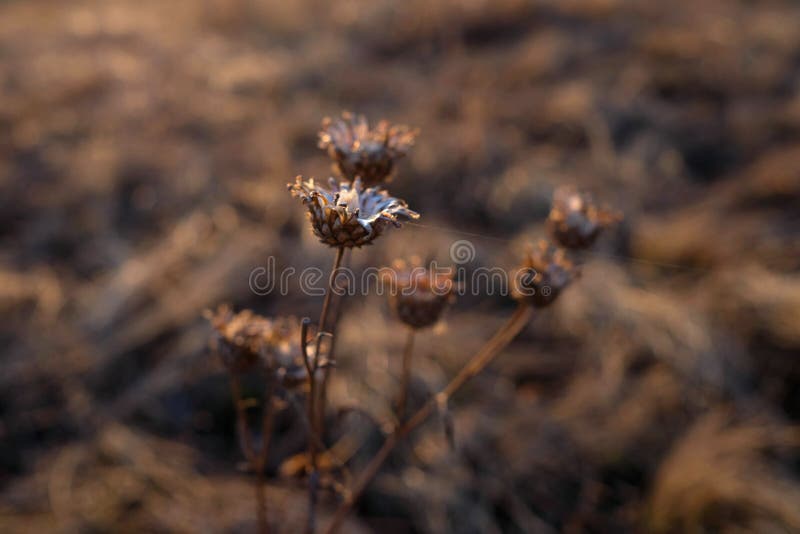 Thin Grass in the Field. Weed Stock Illustration - Illustration of ...