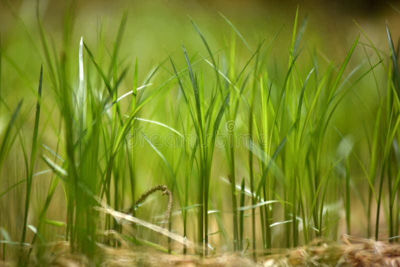 6,205 Thin Green Grass Photos - Free & Royalty-Free Stock Photos from ...