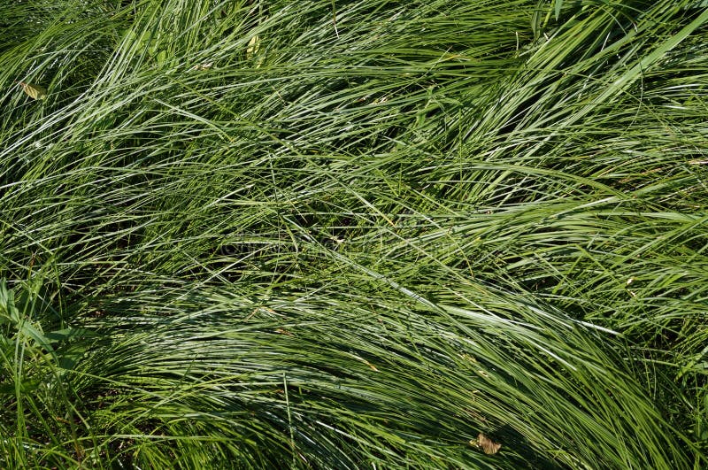 Thin Green Grass in the Meadow Stock Photo - Image of plant, decorative ...