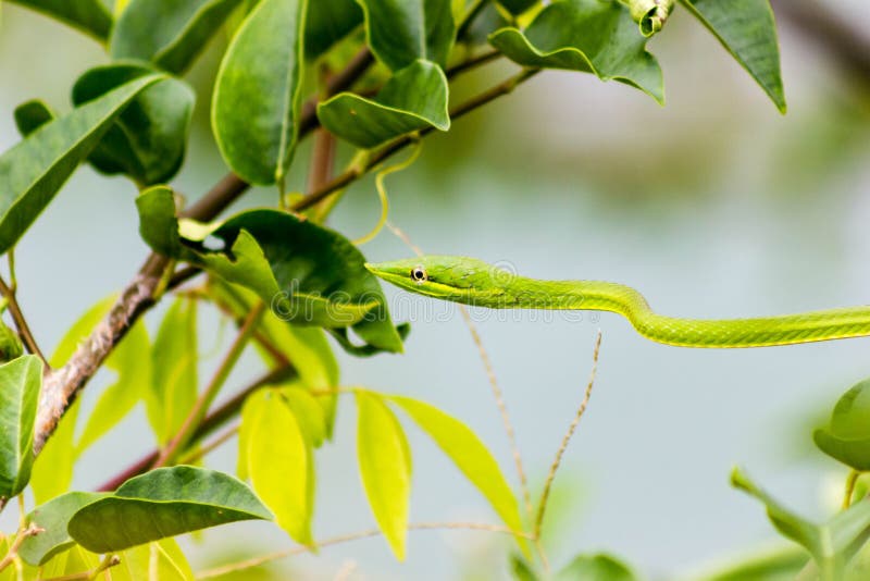 Thin green snake stock photo. Image of plant, skin, creature - 41108978