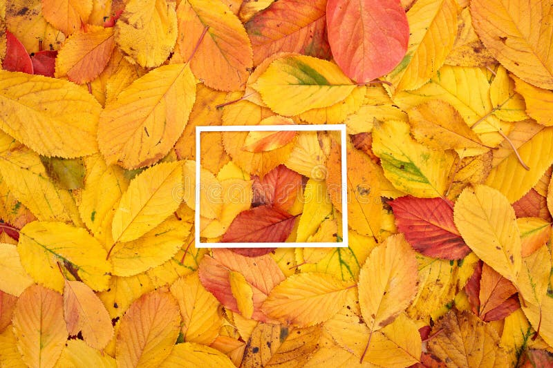 Thin Hollow Rectangular Frame Lies on Fallen Yellow Leaves Stock Photo ...