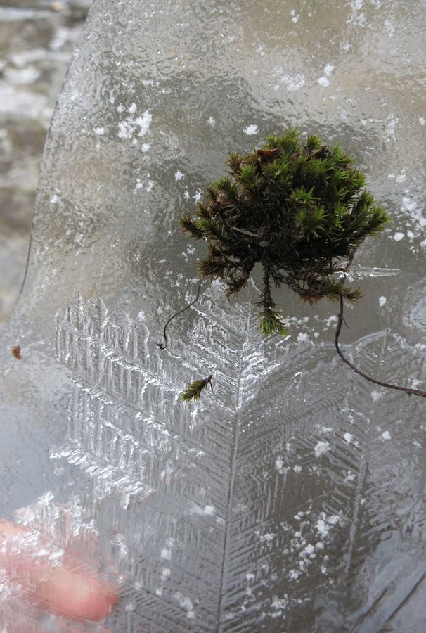 Thin Ice with a Frost Leaf Print and a Piece of Moss Stock Photo ...
