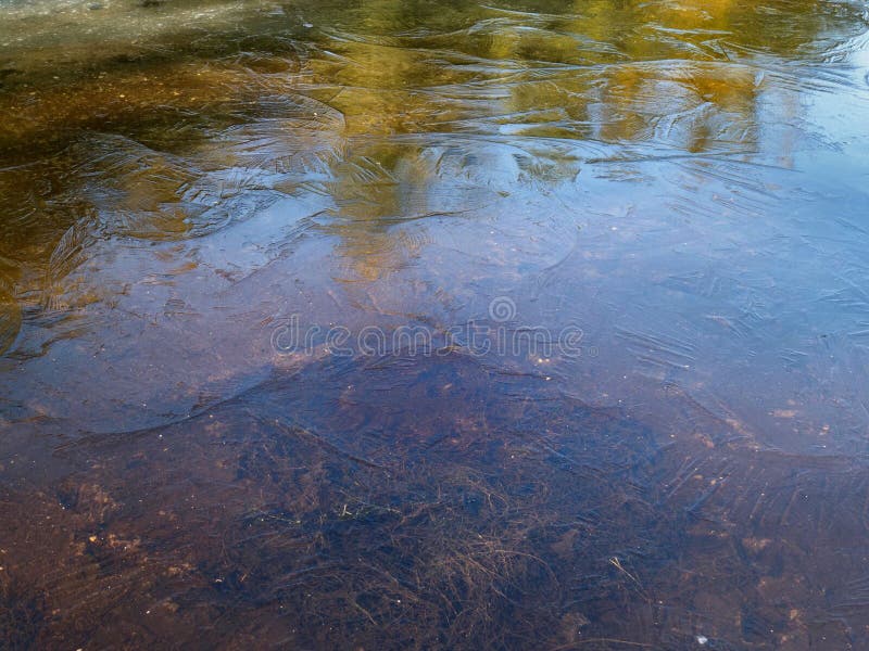 Thin ice on a shallow lake stock image. Image of trees - 29126143